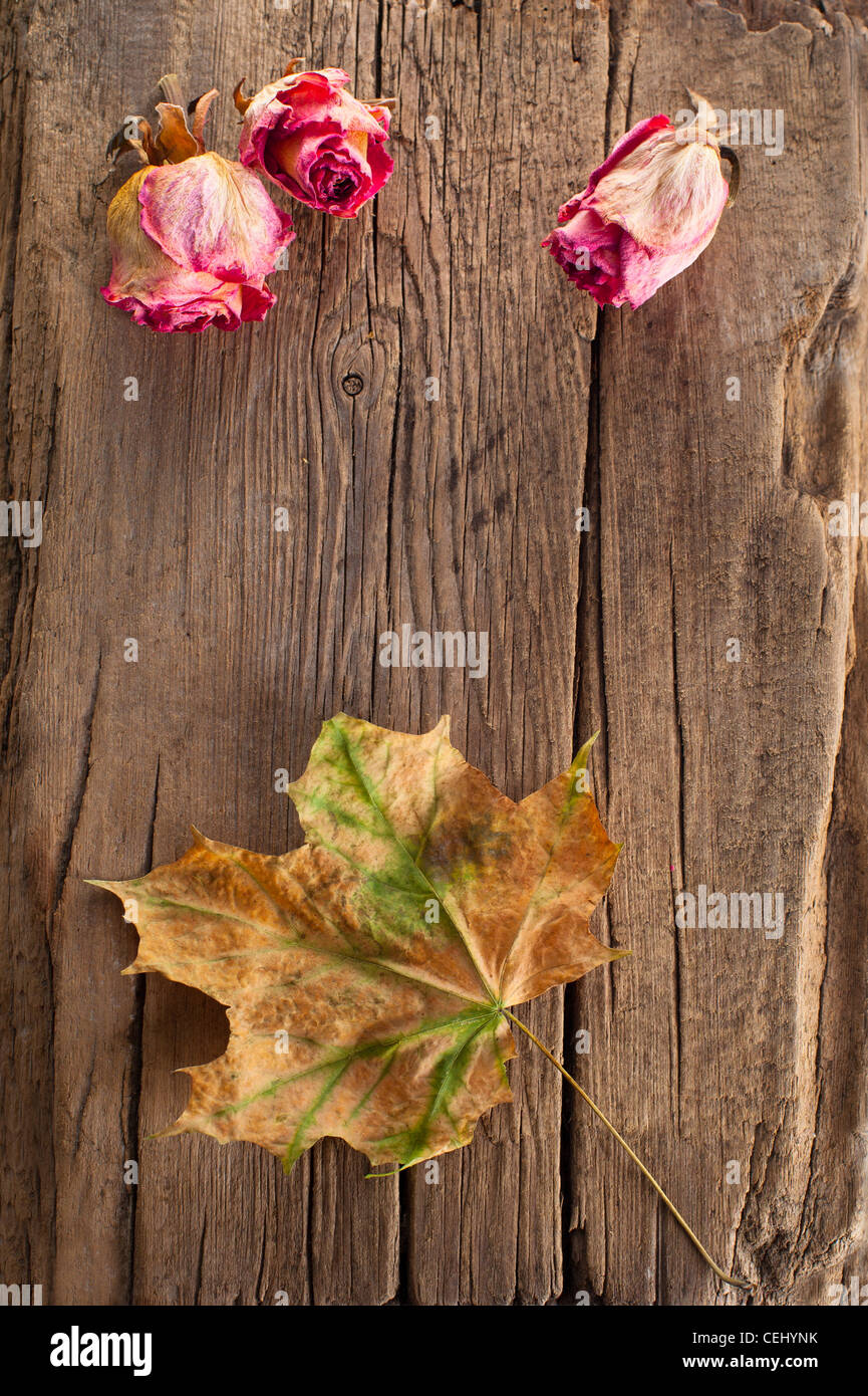 Dry roses and maple leaf on old wooden background with copy space Stock ...
