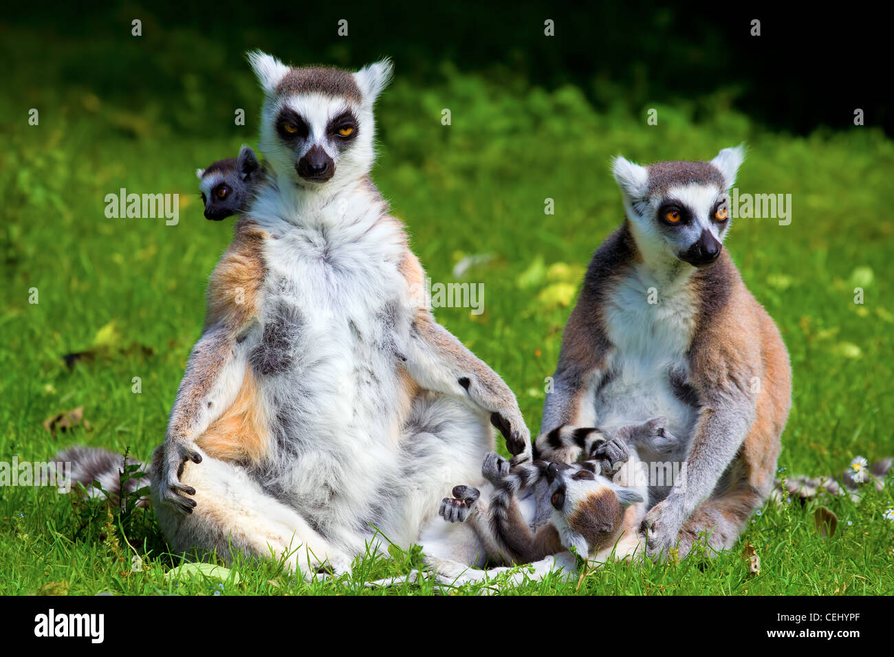 Family of the ring-tailed lemurs (latin name: Lemur catta) on the green ...