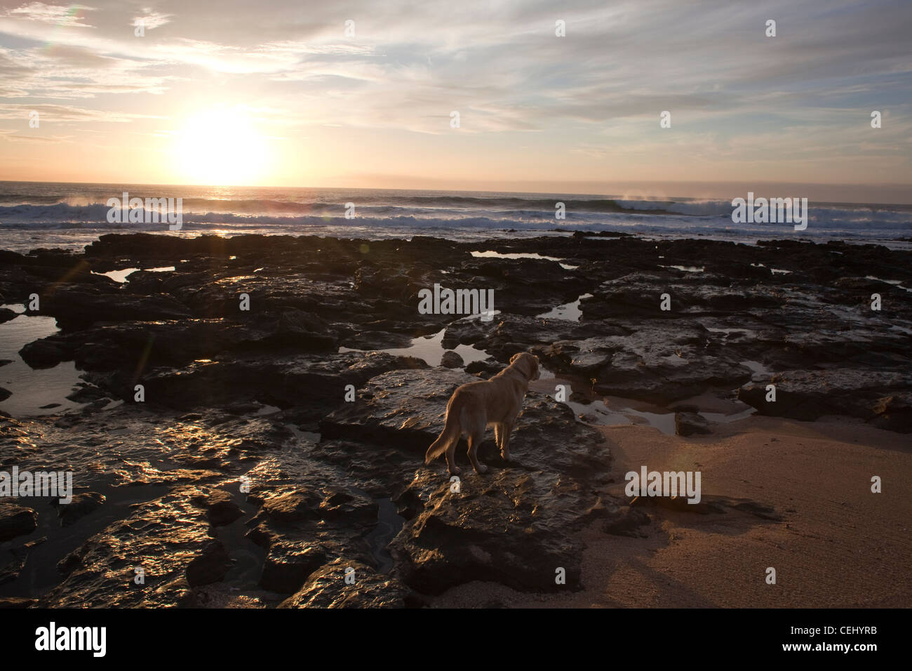 Rocky seascape,Jeffreys Bay,Eastern Cape Province Stock Photo - Alamy