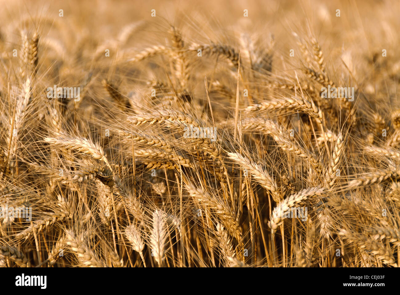 ears in a corn field at sunset Stock Photo - Alamy