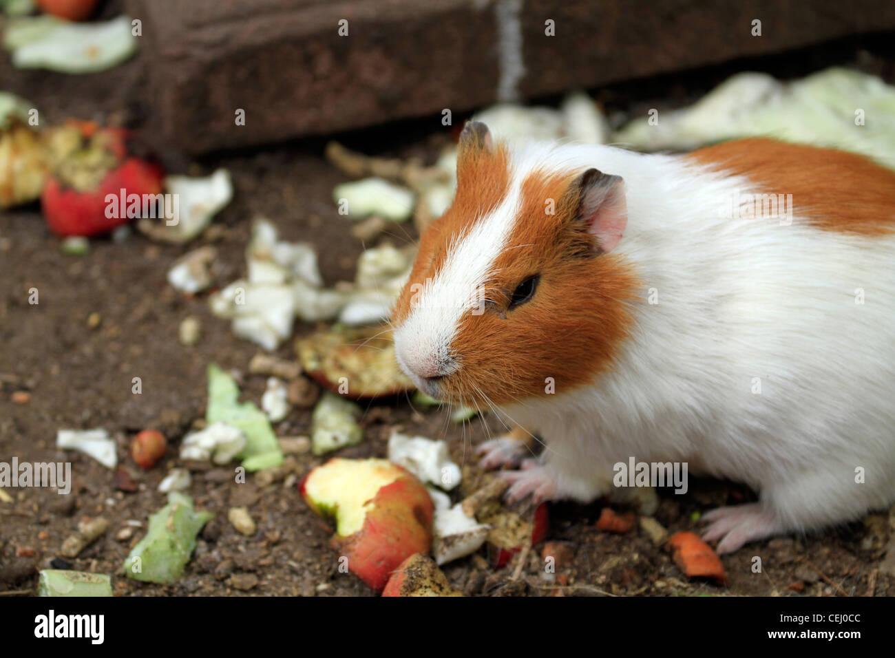 Animal cavia porcellus hi-res stock photography and images - Alamy