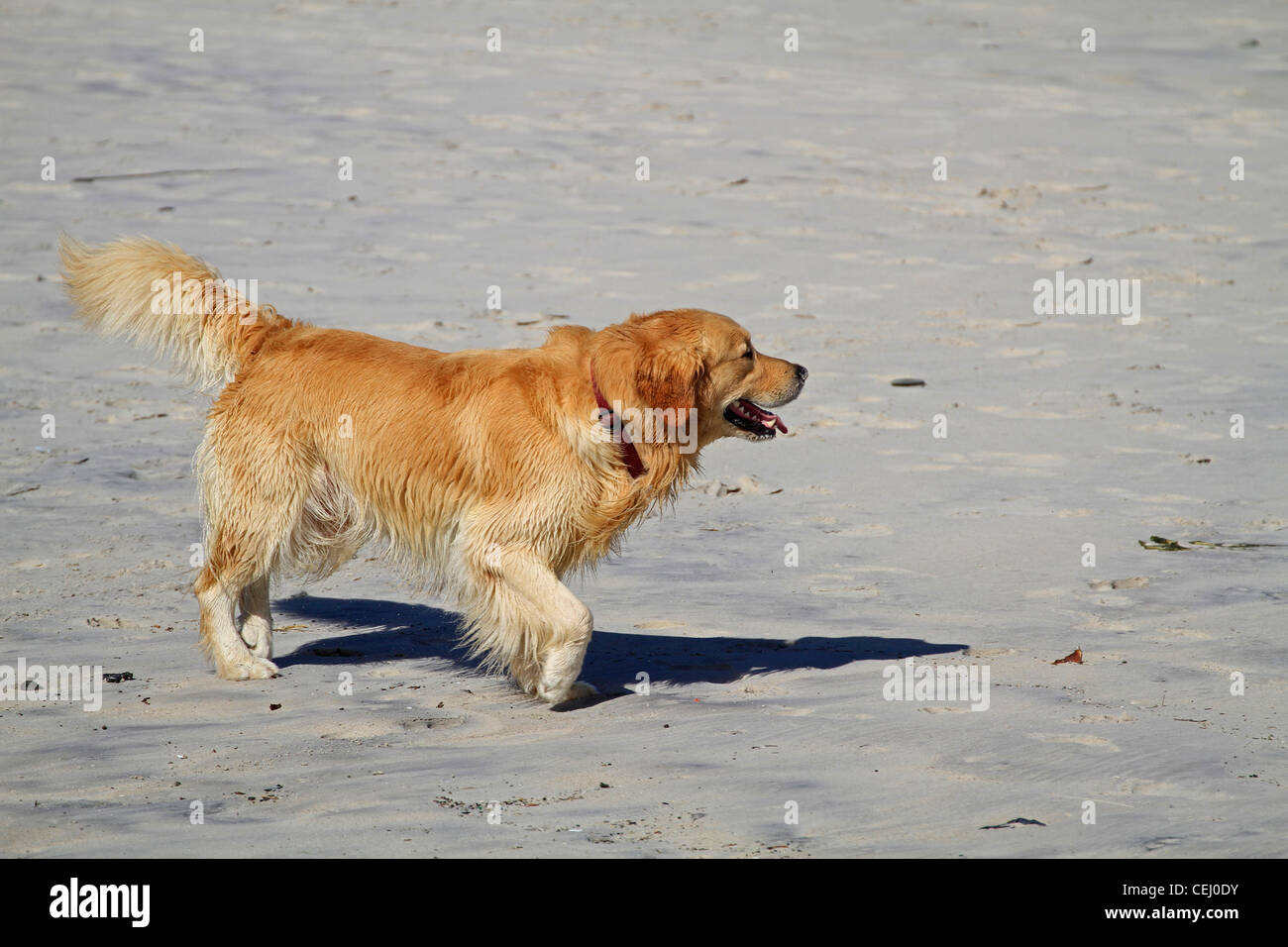 Golden retriever on beach running hi-res stock photography and images ...