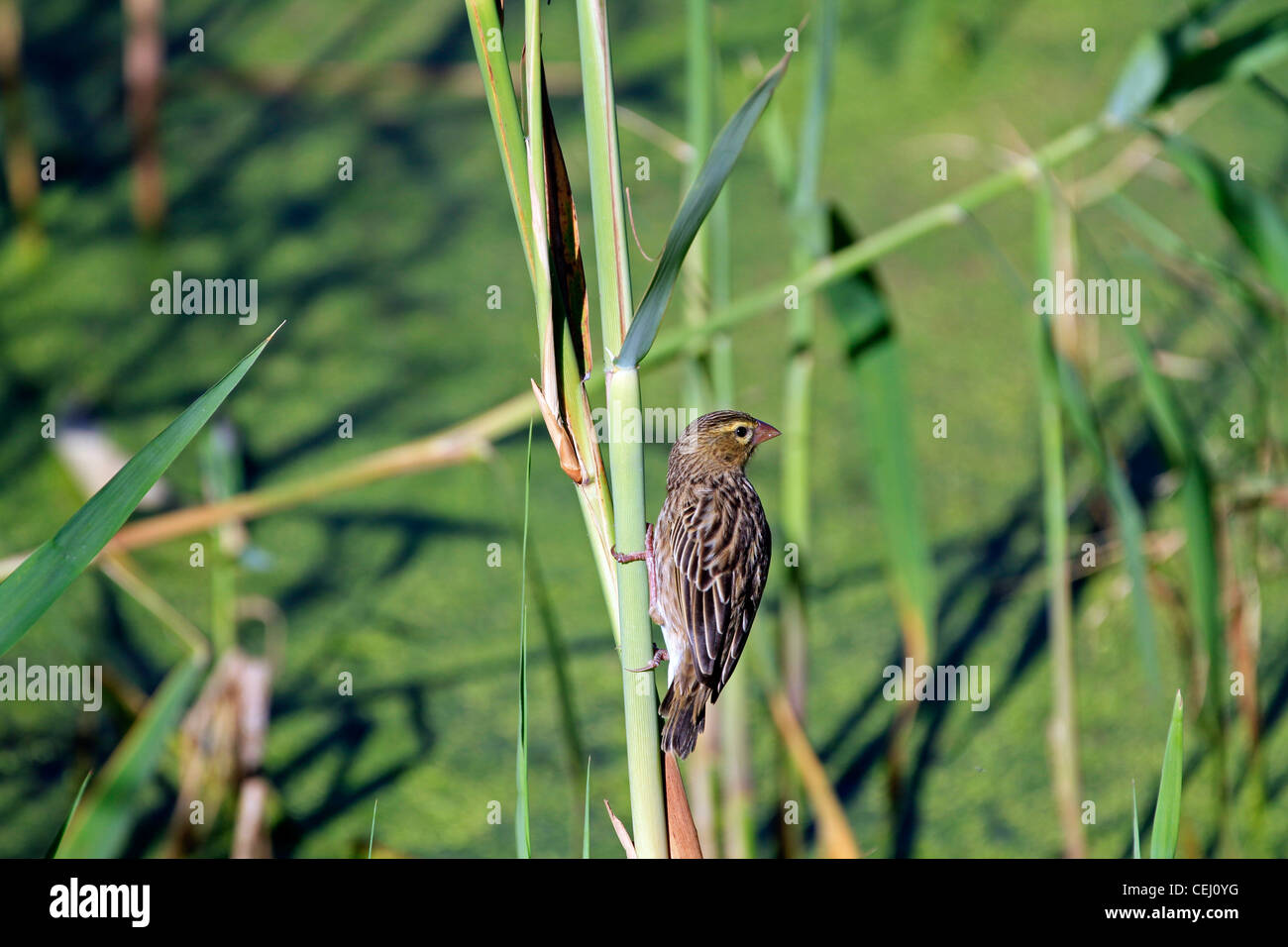 A female Southern Masked Weaver or African Masked Weaver (Ploceus ...