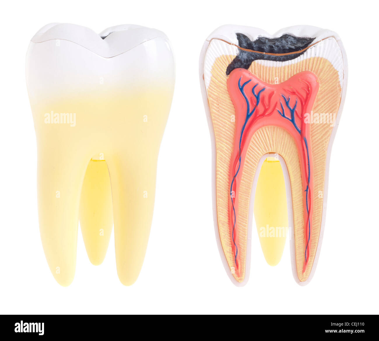 Periodontal ligament hi-res stock photography and images - Alamy