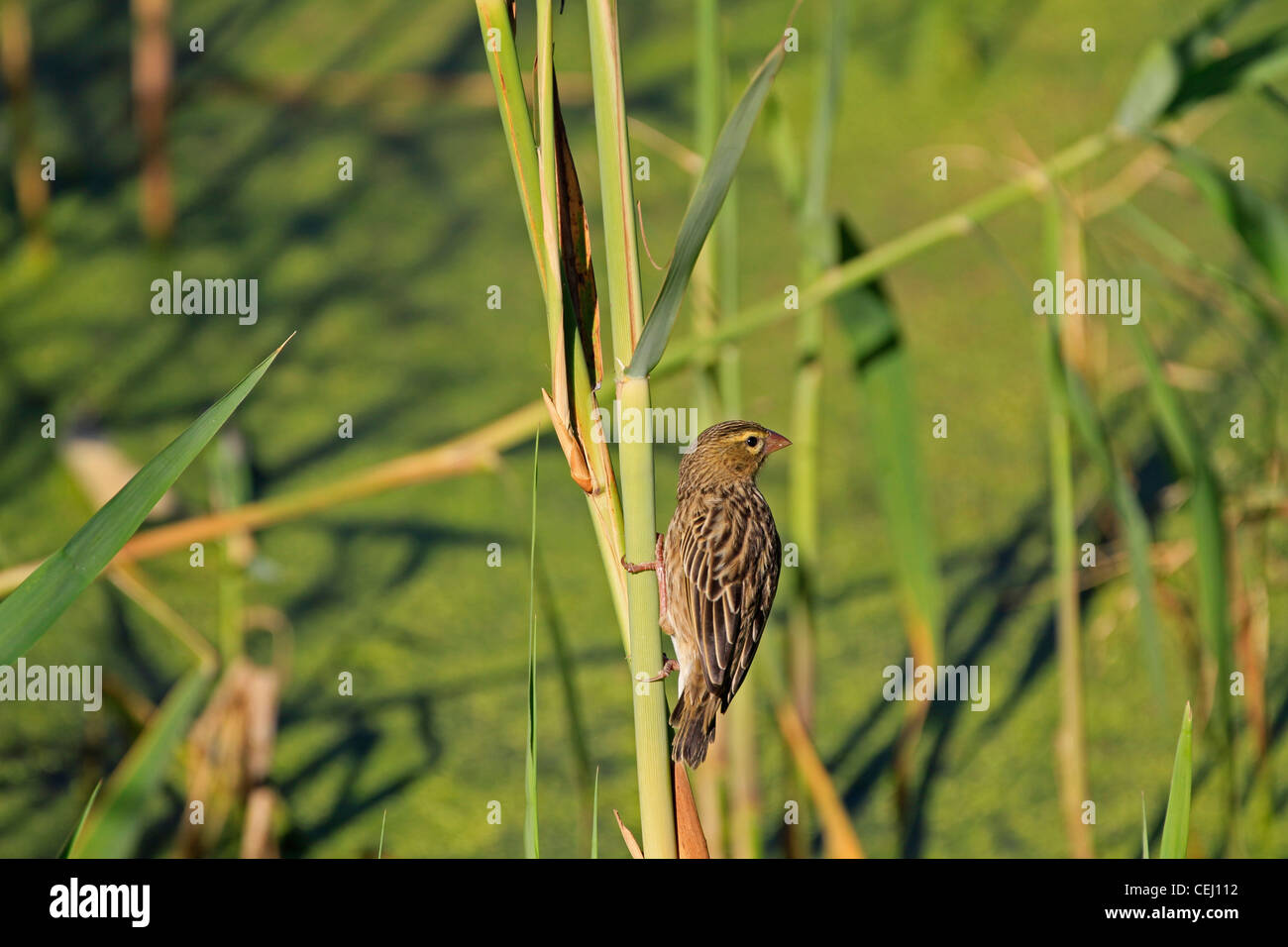 African masked weaver intaka island bird sanctuary hi-res stock ...