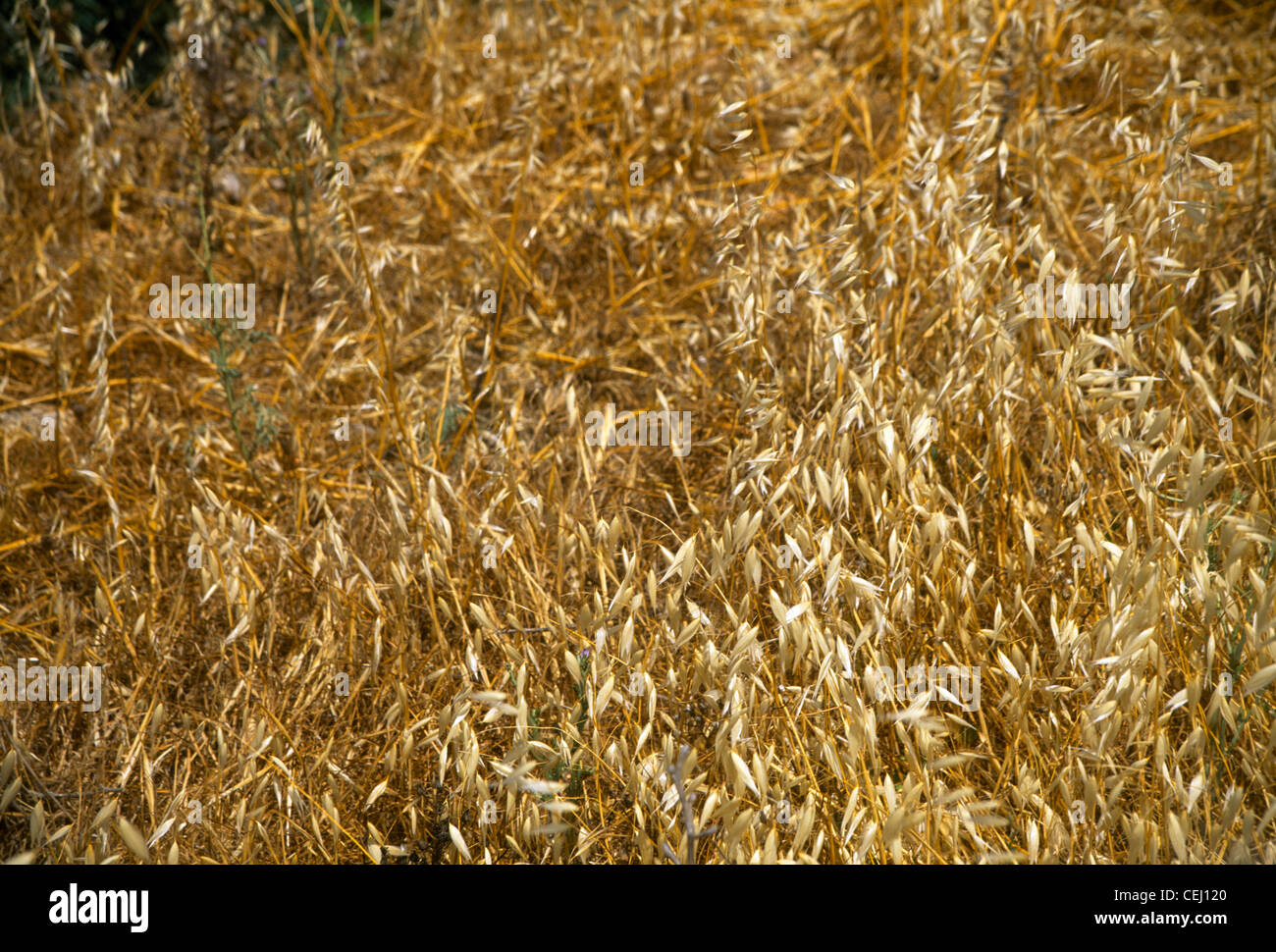 Majorca Spain Wheat Field Stock Photo - Alamy