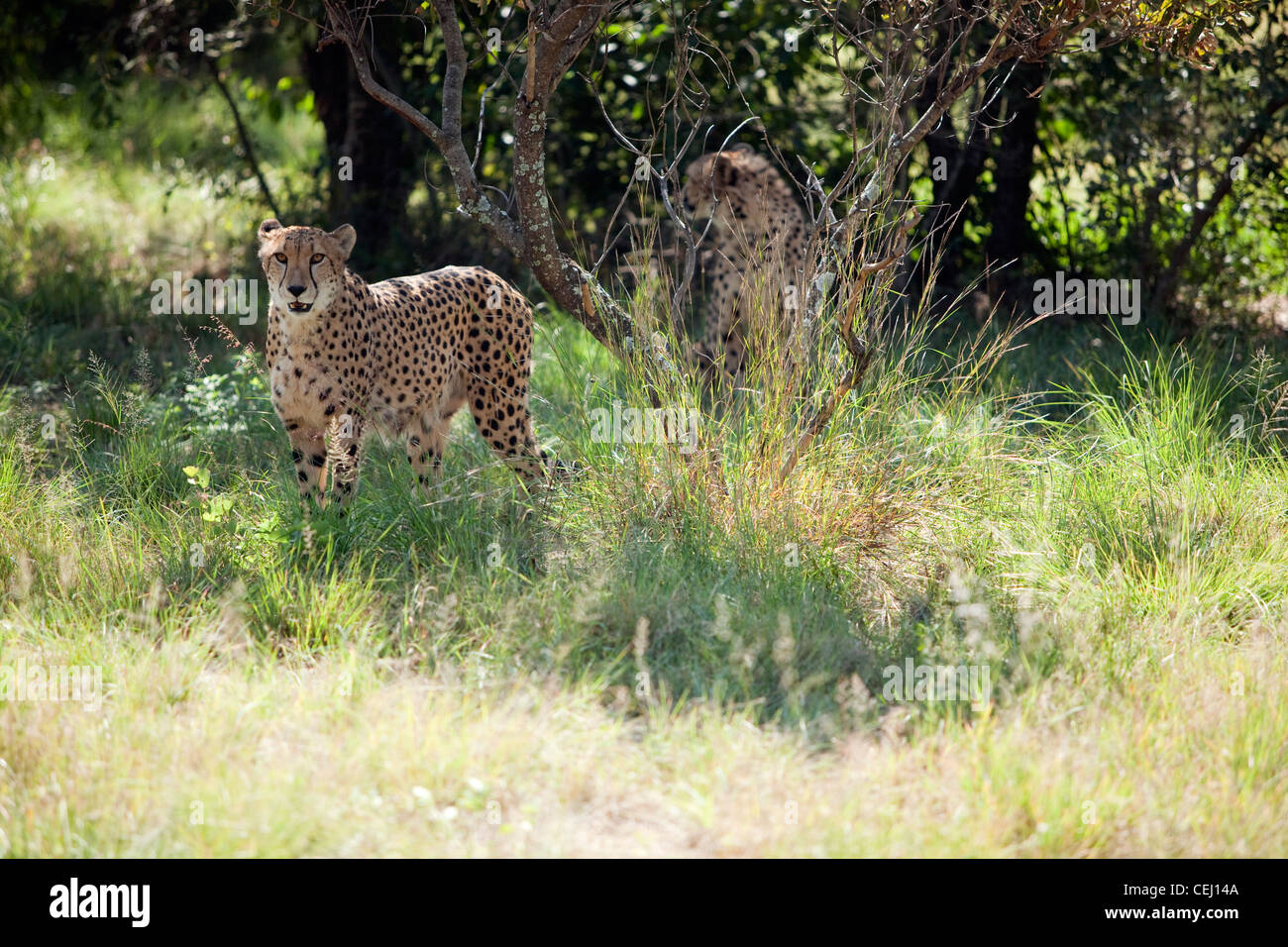 Cheetah center hi-res stock photography and images - Alamy