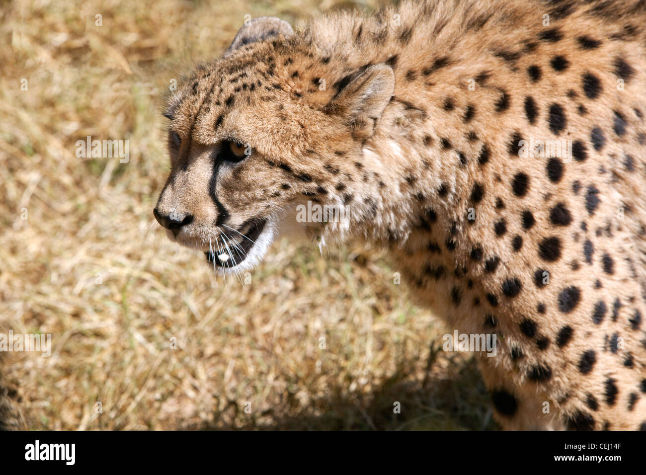 Cheetah at De Wildt Cheetah Farm,Hartebeestpoort,North West Province ...