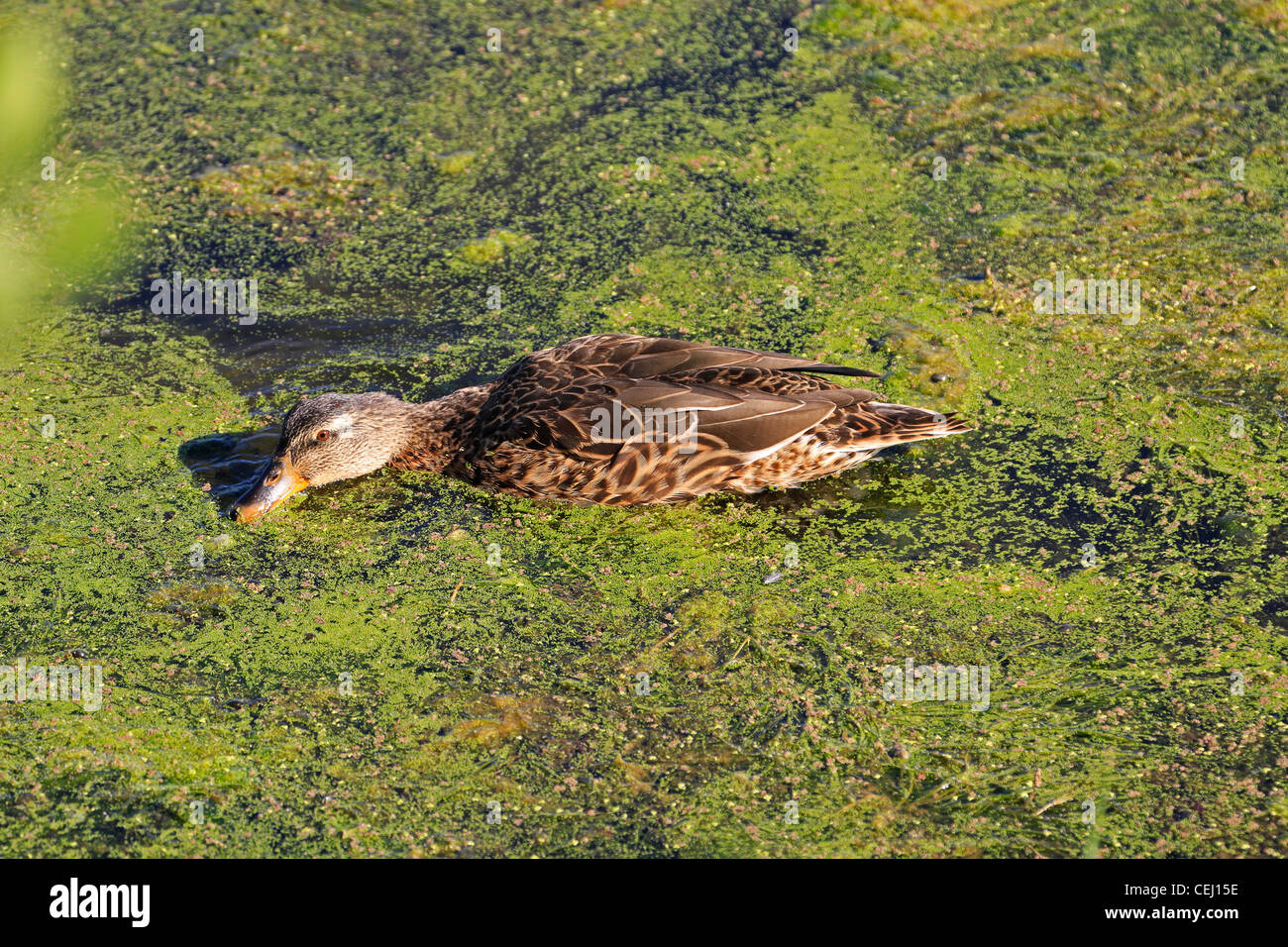 Yellow-billed Duck, Anas undulata, swimming at Intaka Island Bird ...