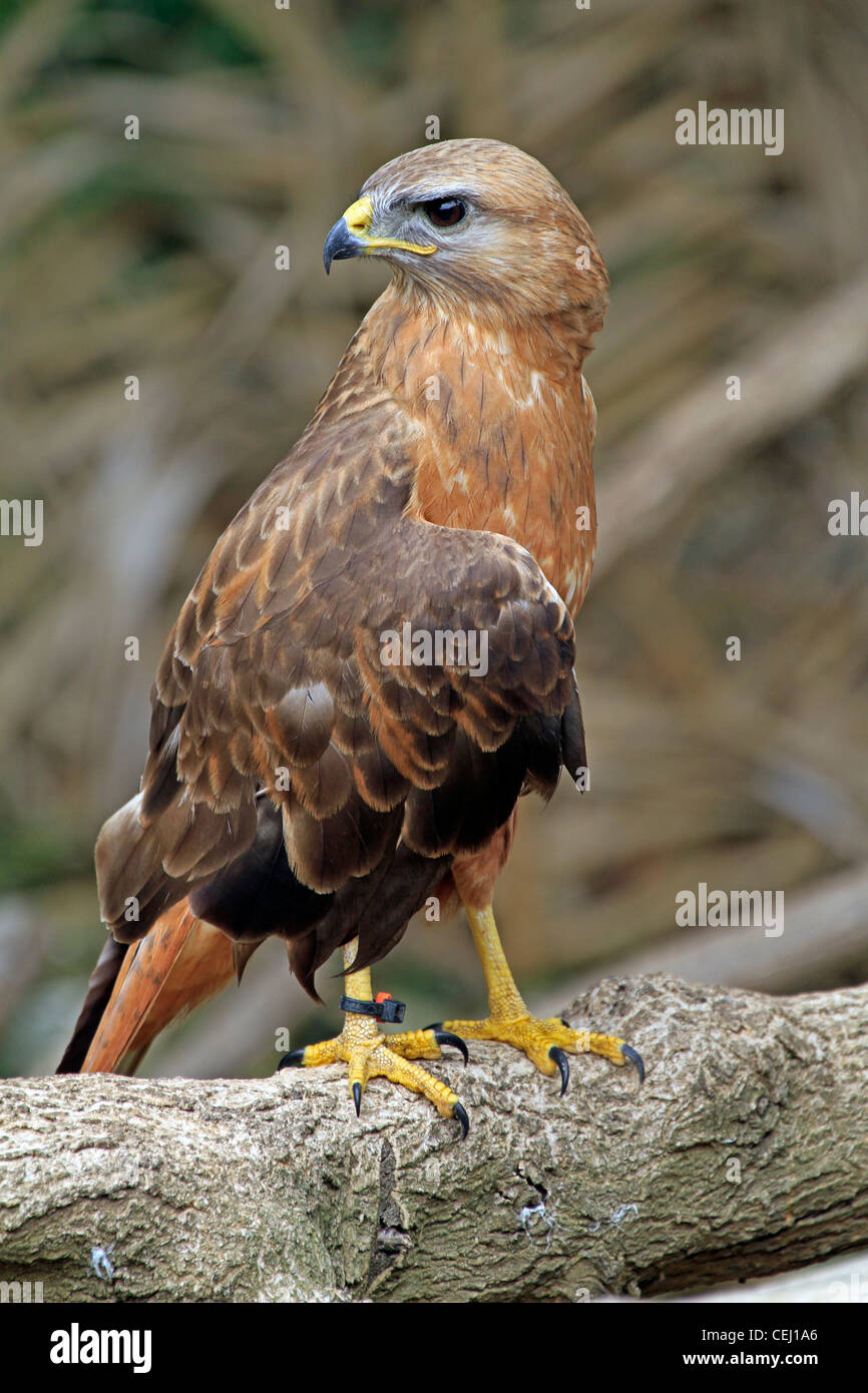 Steppe Buzzard ( Buteo vulpinus) at World of Birds, Houtbay , Cape Town ...