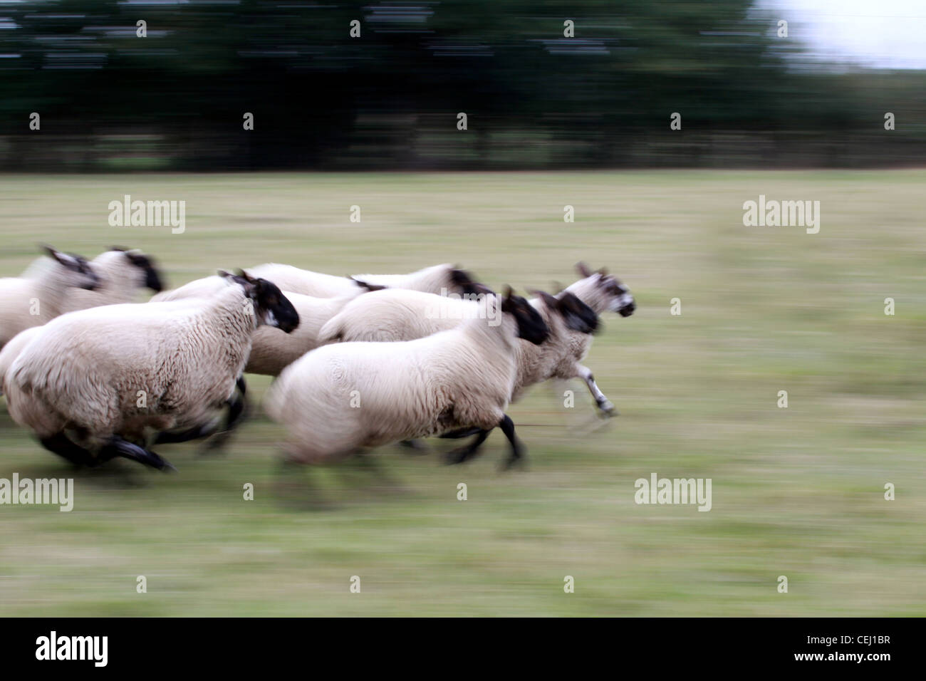 Stampeding hi-res stock photography and images - Alamy