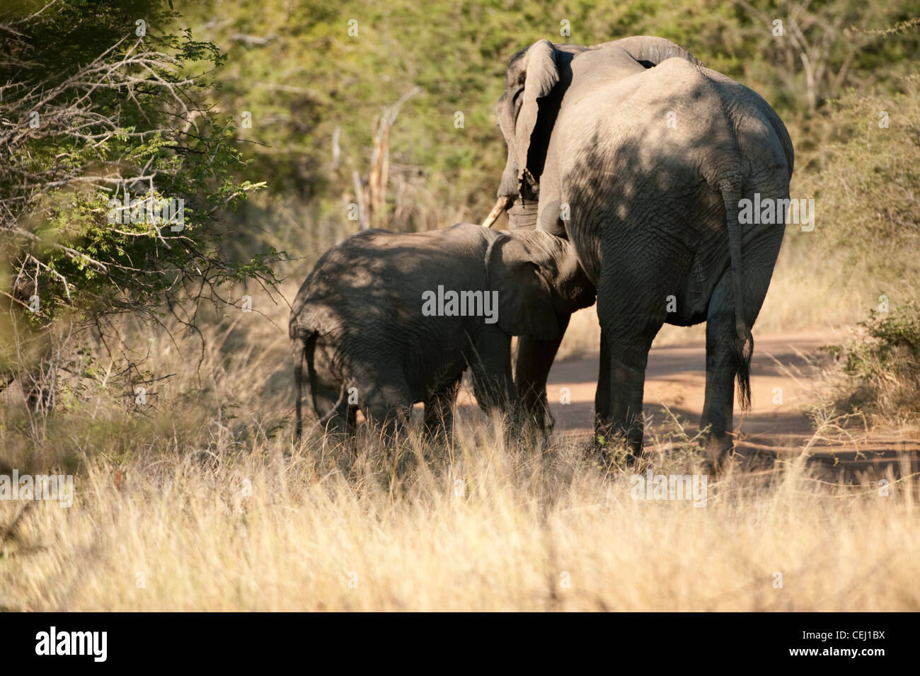 Elephant mother and calf feeding hi-res stock photography and images ...