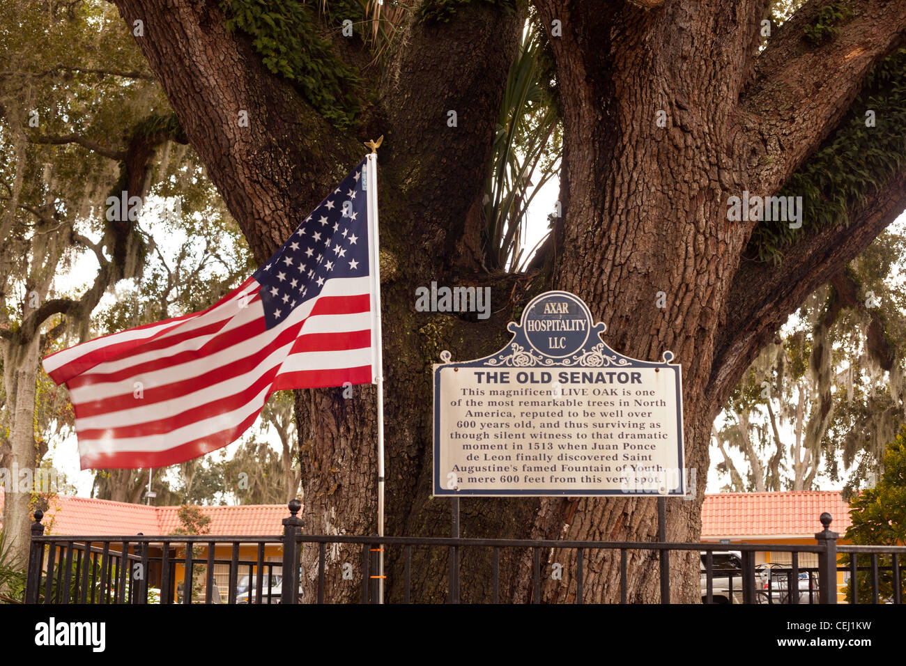 the old senator, a live oak tree thats believed to be over 600 years ...
