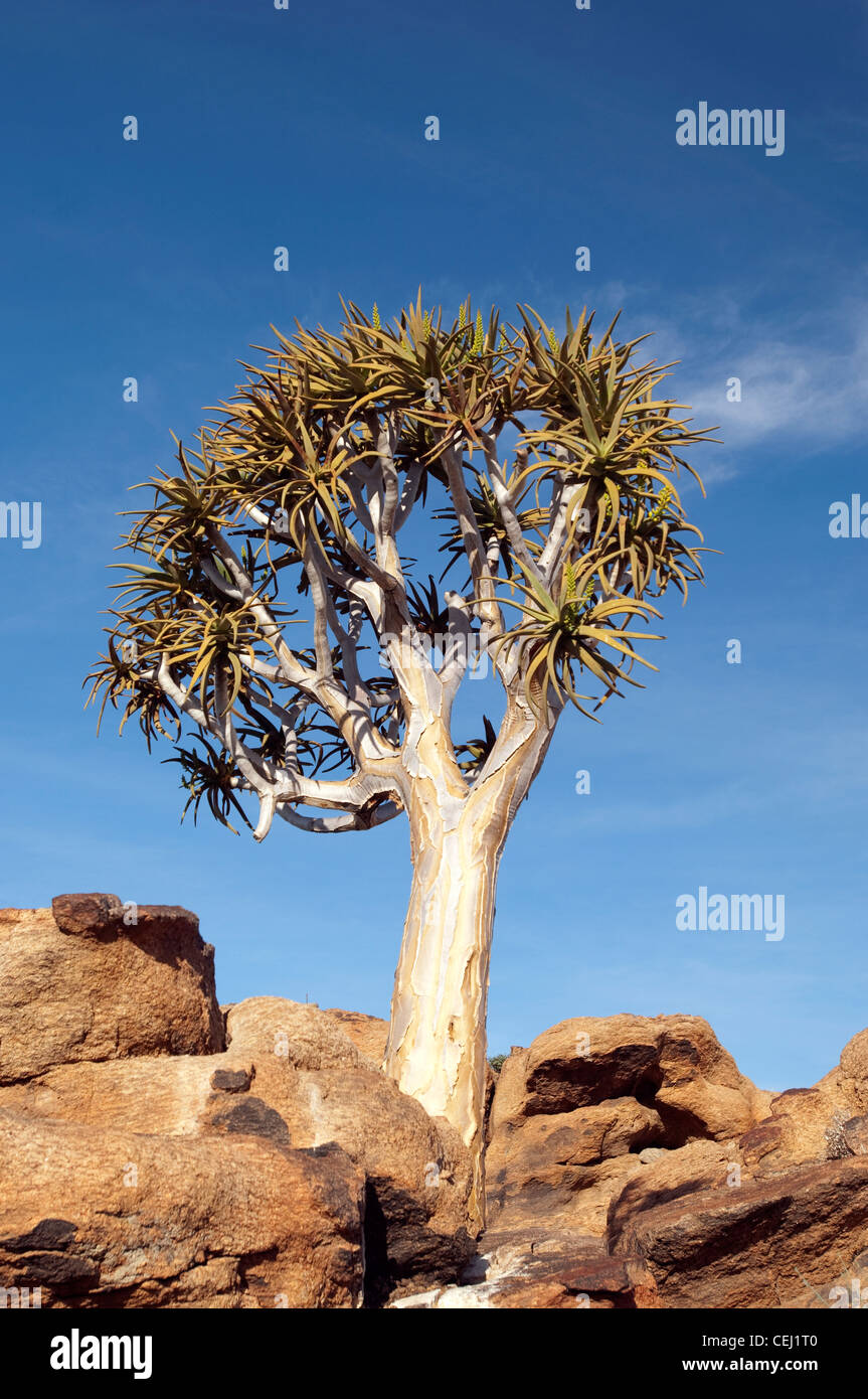 Kokerboom or Quiver Tree,Augrabies National Park,Augrabies,Northern ...
