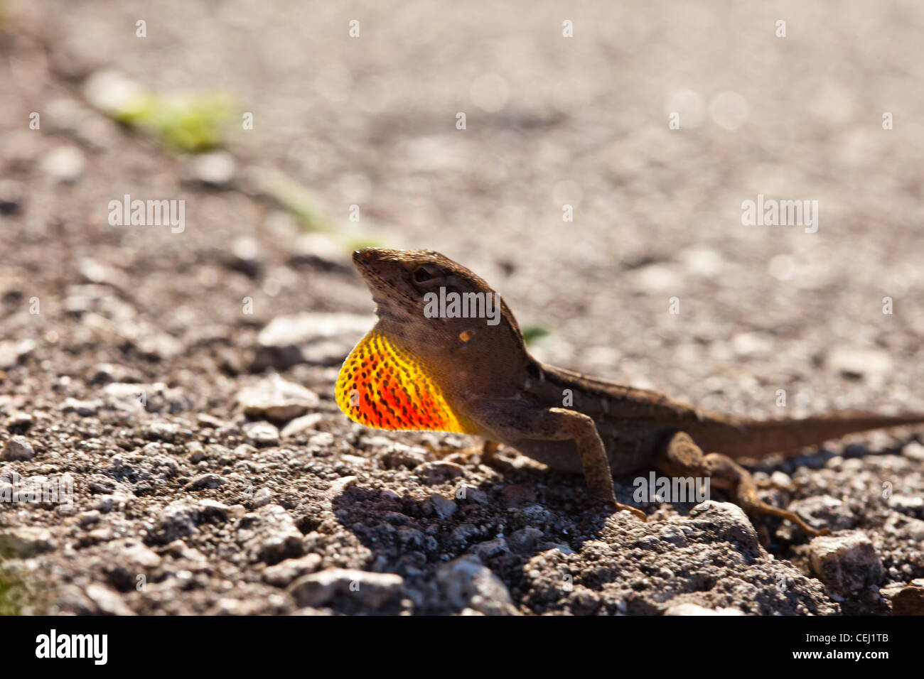 Brown Anole, Anolis Sagrei, native floridian lizard with dewlap ...