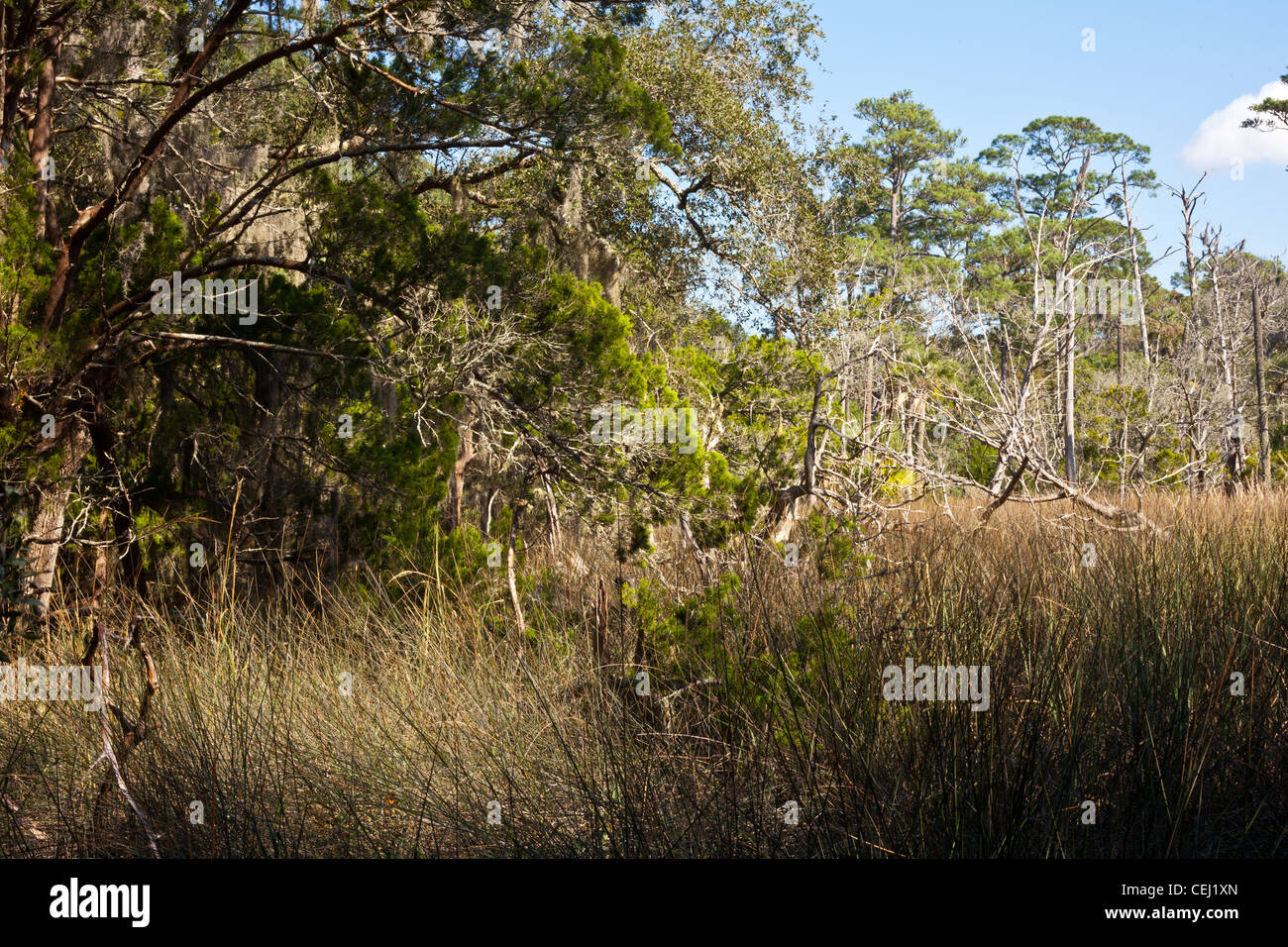 Scrubland hi-res stock photography and images - Alamy