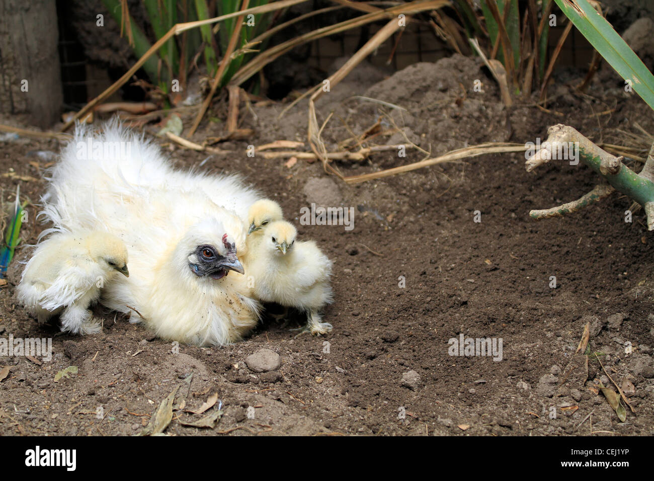 White silky Bantam( domesticated) hen with chicks at World of Birds in ...