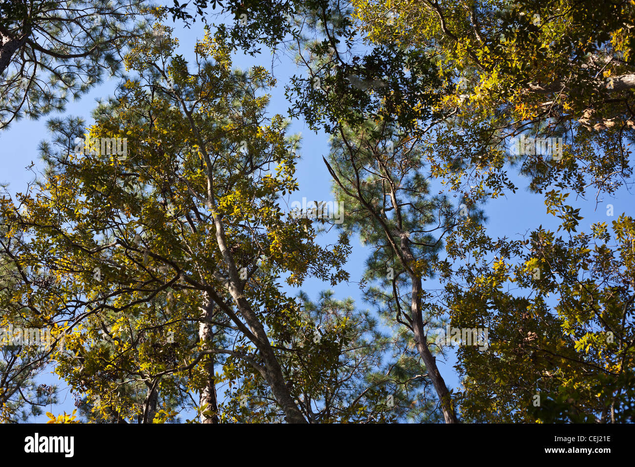 Tree top canopy in the florida everglades national park hi-res stock ...