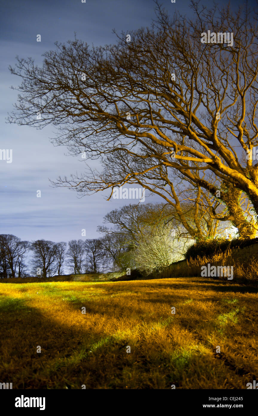Portrait format image of a leafless tree hanging over a field Stock ...