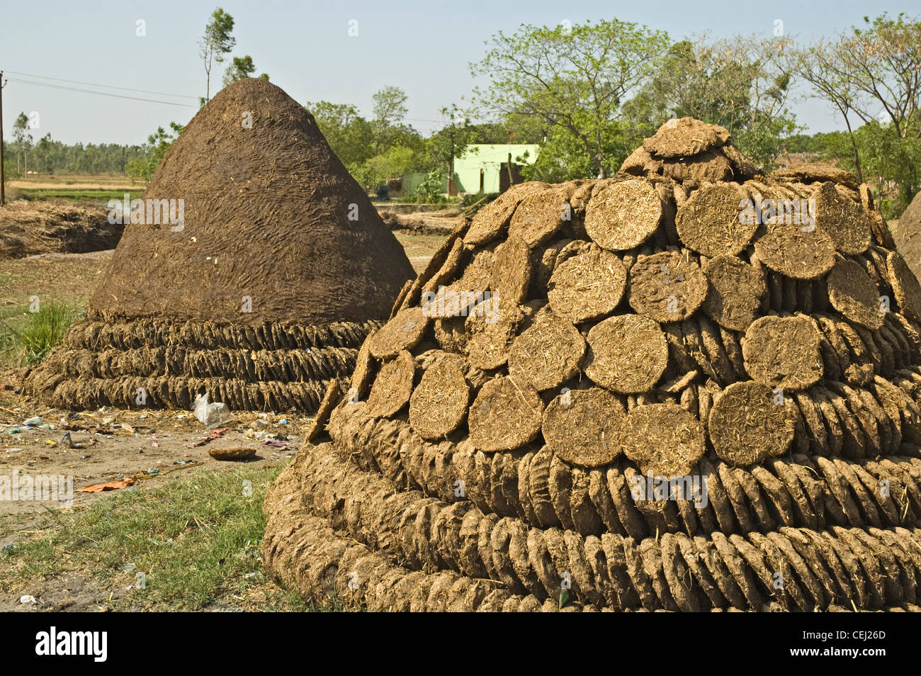 INDIA, Uttaranchal, Corbett Tiger Reserve, cow pats stored in pyramids ...