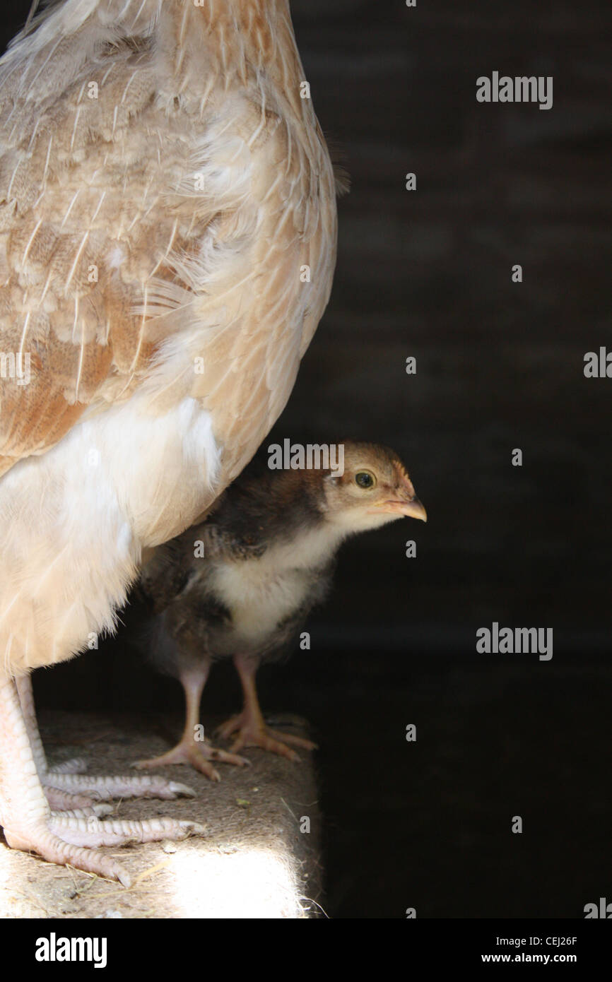 Under the WIng - Chick Hiding Behind Mother Stock Photo - Alamy