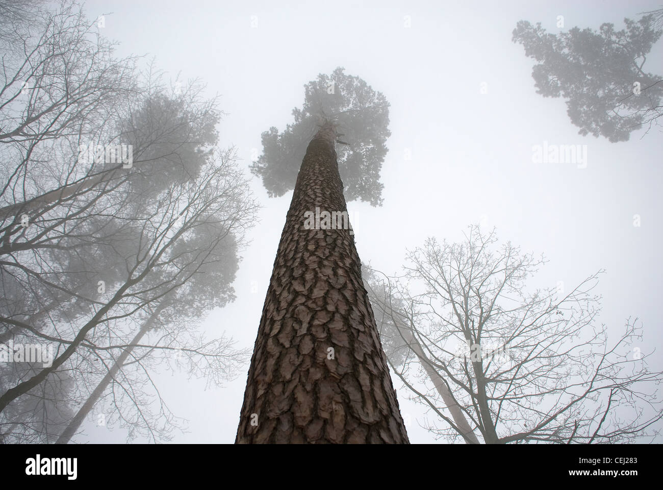Crown of trees hi-res stock photography and images - Alamy