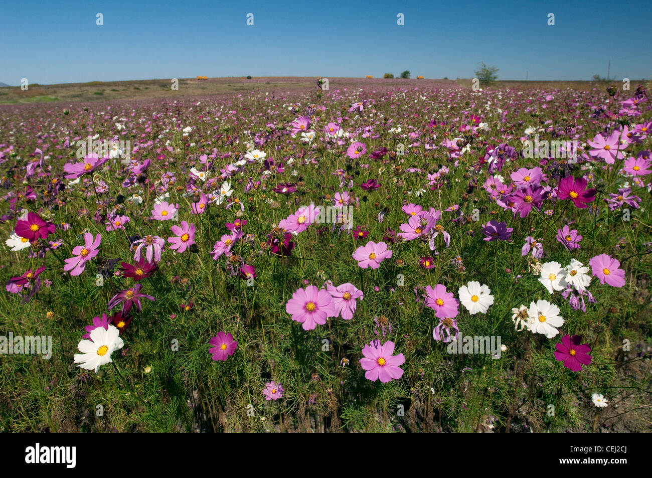 Field of Cosmos. Clocolan,Eastern Free State Province Stock Photo - Alamy