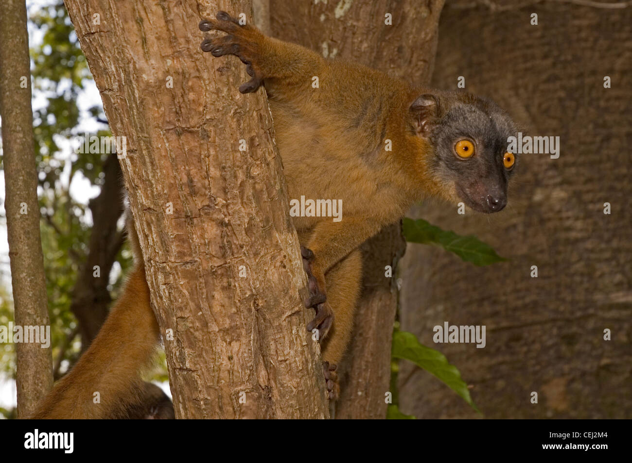 INDIAN OCEAN, MAYOTTE, Ngoudja, Brown Lemur, Lemur Fulvus Stock Photo ...