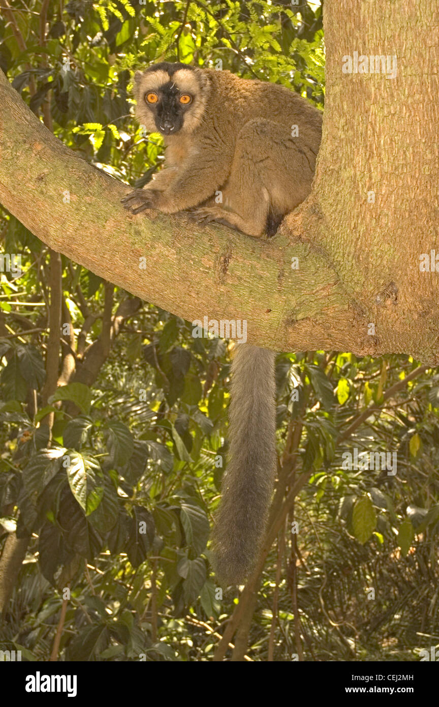 INDIAN OCEAN, MAYOTTE, Ngoudja, Brown Lemur, Lemur Fulvus Stock Photo ...