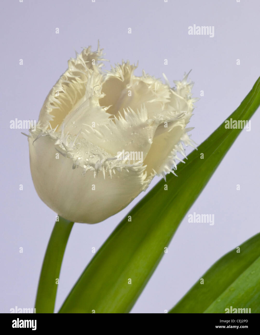 White Frilled Tulip Stock Photo - Alamy