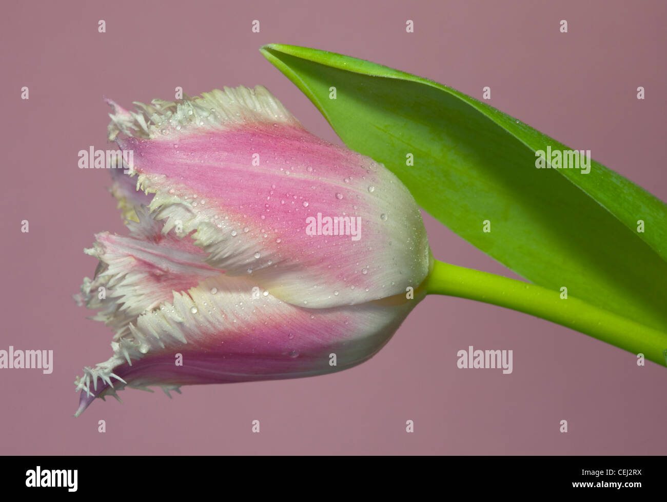 Pink Frilled Tulip Stock Photo - Alamy