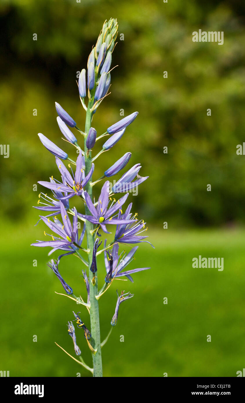 Blue Spiky Flowers Stock Photos & Blue Spiky Flowers Stock Images - Alamy
