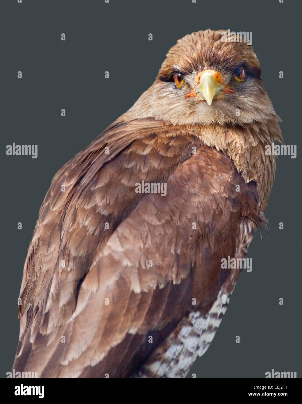 Chimango Caracara (milvago chimango Stock Photo - Alamy