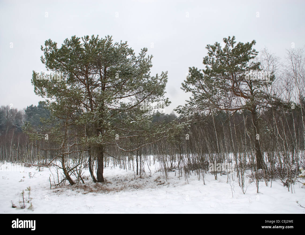 Swamp tree birch pine pinus wood forest hi-res stock photography and ...