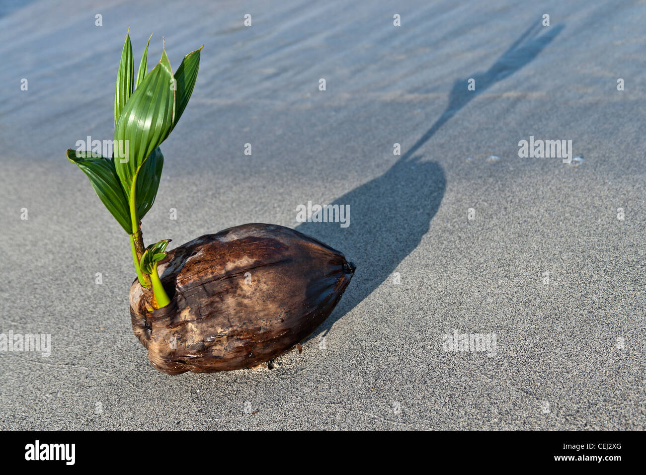 Coconut tree seed hi-res stock photography and images - Alamy
