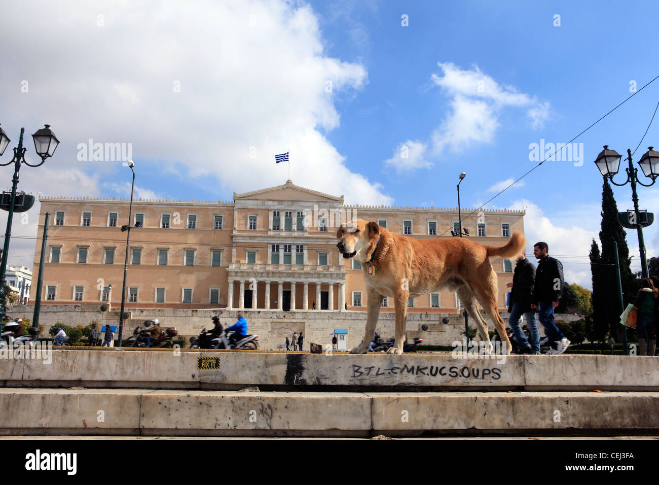 Loukanikos dog athens hi-res stock photography and images - Alamy