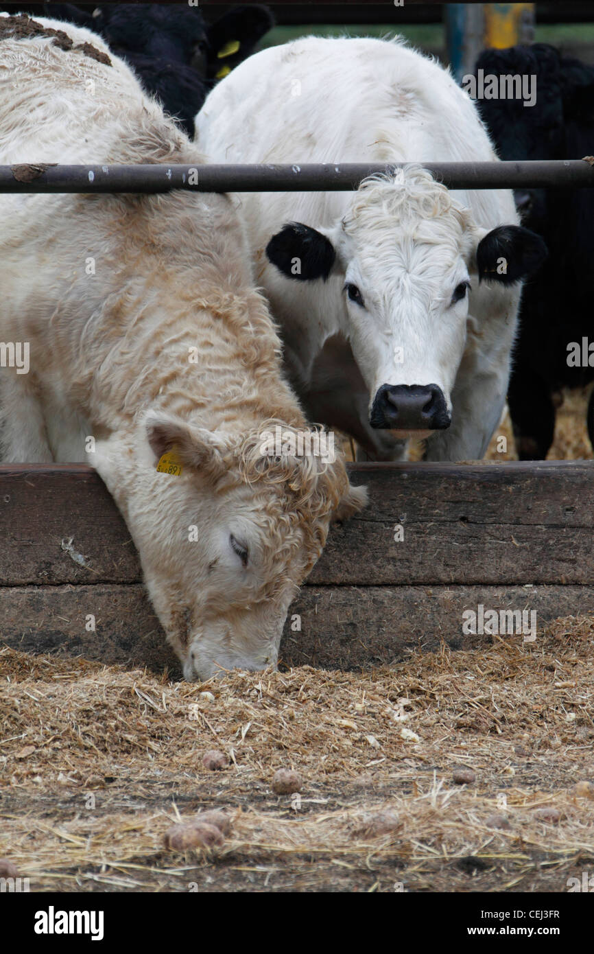 Two twisted eyes hi-res stock photography and images - Alamy