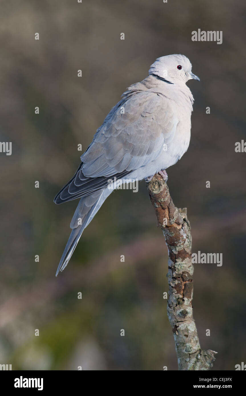 Collared Dove perched on stick close up portrait Stock Photo - Alamy
