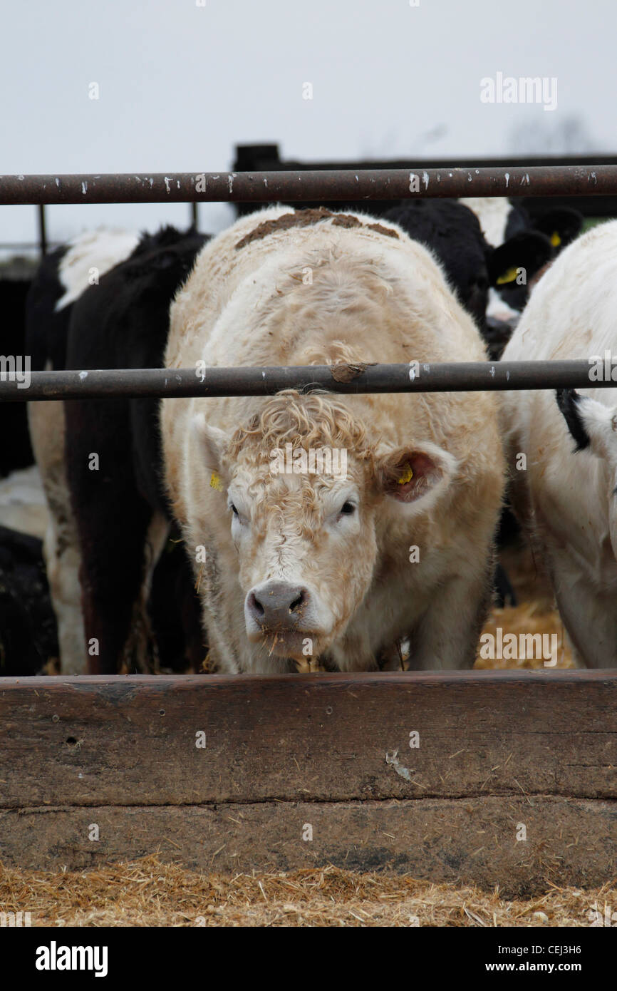 Cattle yard hi-res stock photography and images - Alamy