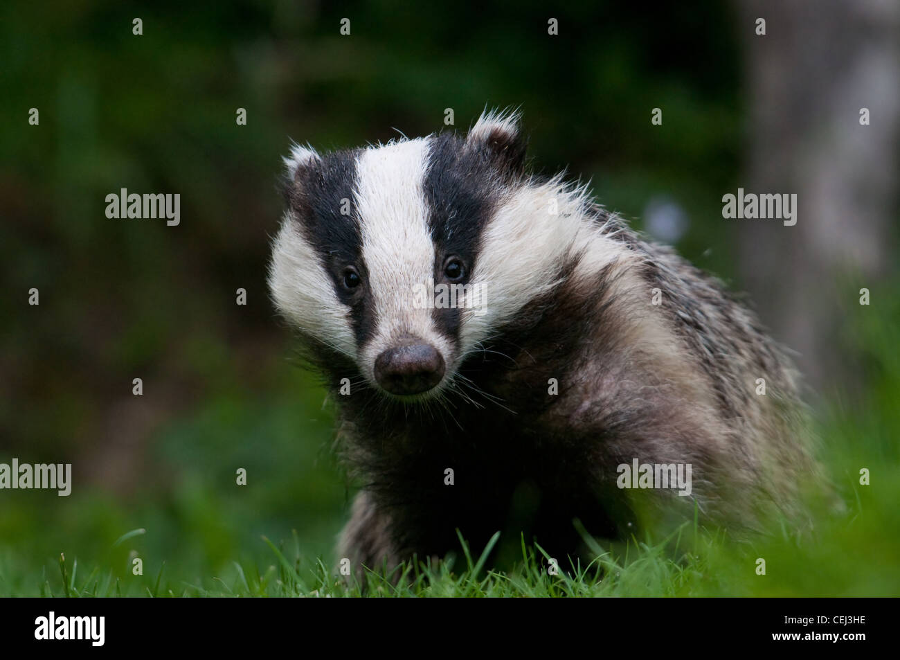 Badger close up hi-res stock photography and images - Alamy