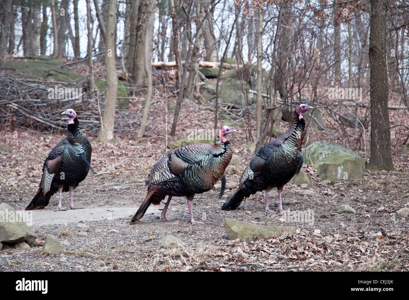 Greenbrook nature sanctuary hi-res stock photography and images - Alamy