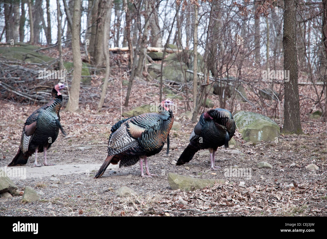 Three male Wild Turkeys roaming around at Greenbrook Sanctuary, part of ...