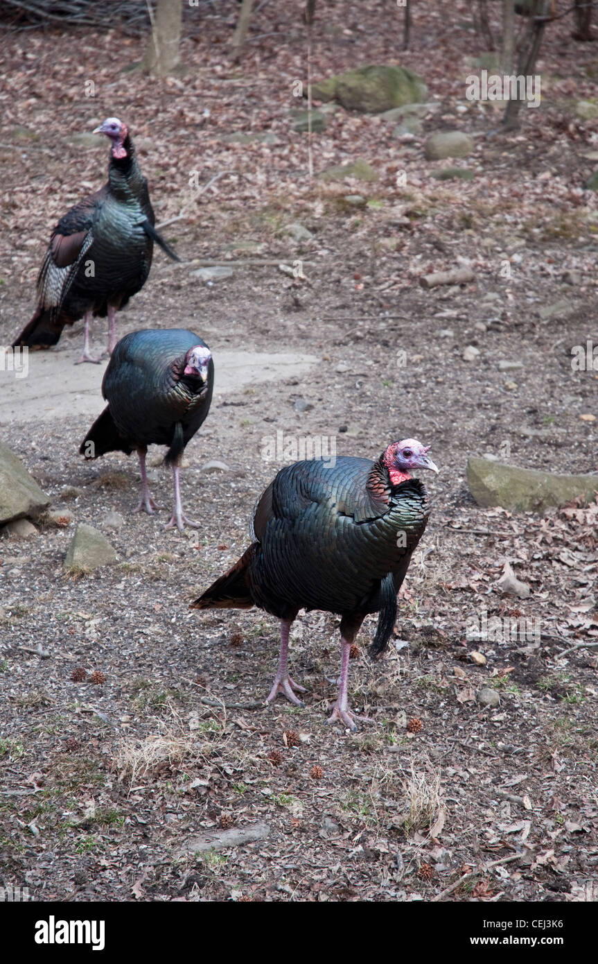 Three male Wild Turkeys roaming around at Greenbrook Sanctuary, part of ...