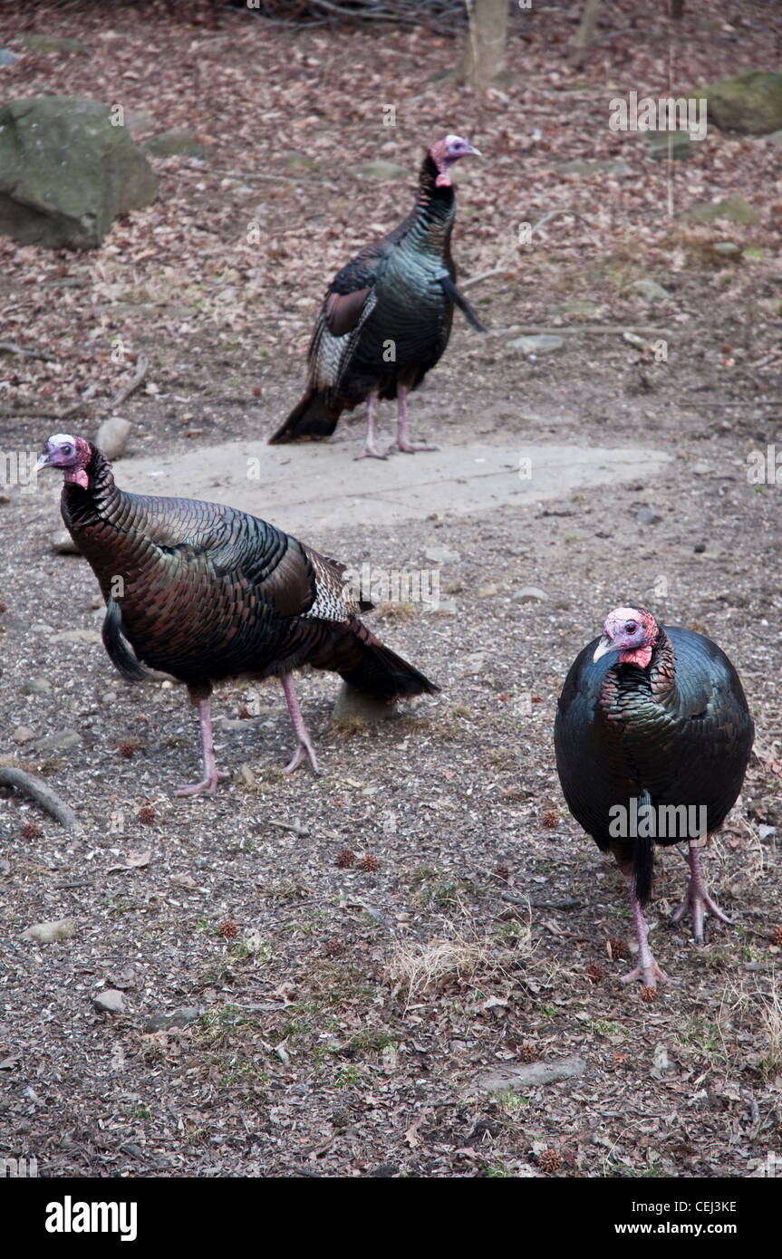 Three male Wild Turkeys roaming around at Greenbrook Sanctuary, part of ...