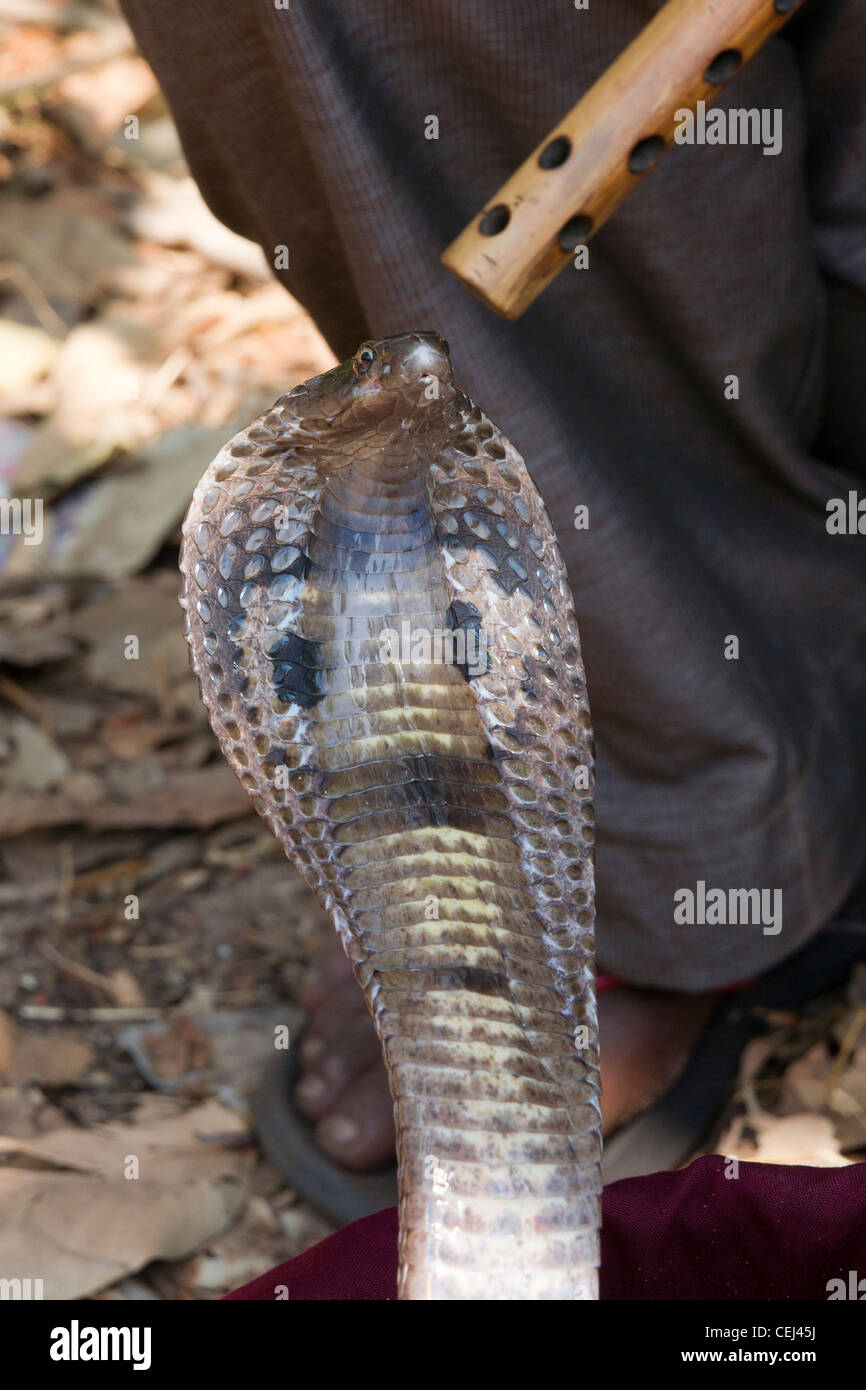 A snake charmer with a cobra at Candolim Goa Stock Photo - Alamy