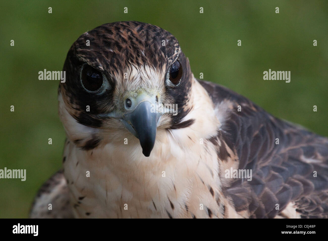 Portrait of a Falcon Stock Photo - Alamy