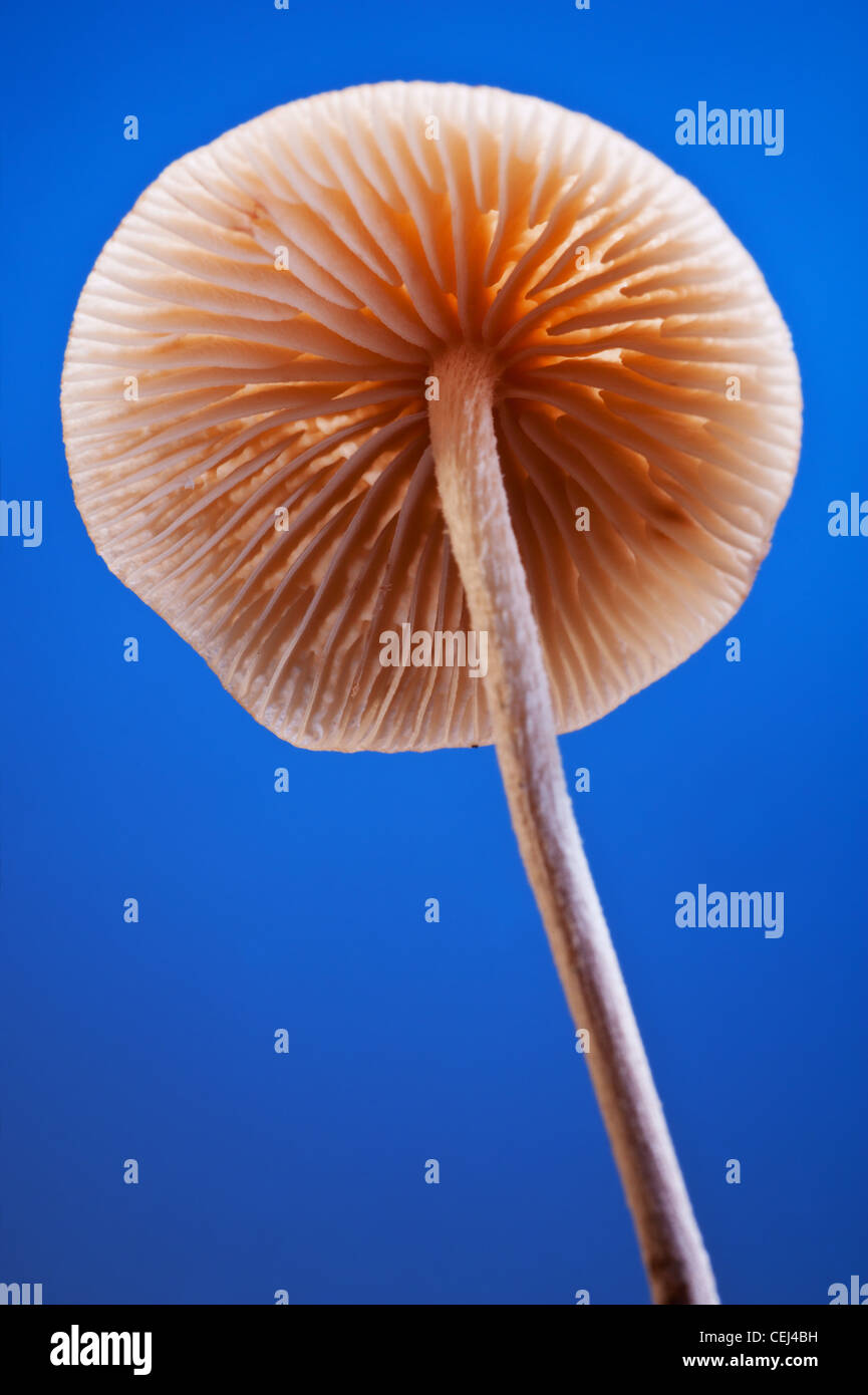 Blue stalk mushroom hi-res stock photography and images - Alamy