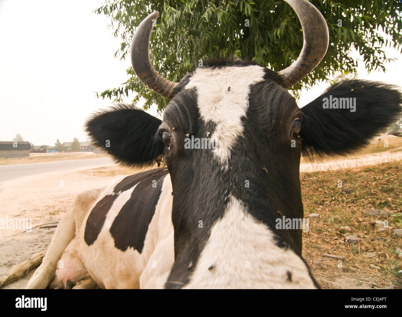 Cow resting in shade hi-res stock photography and images - Alamy
