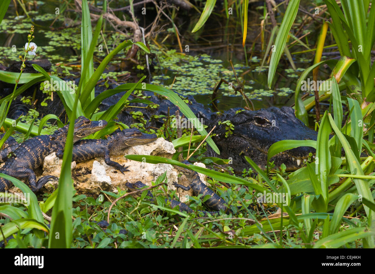 Mama alligator with baby alligators in the Shark Valley area of ...