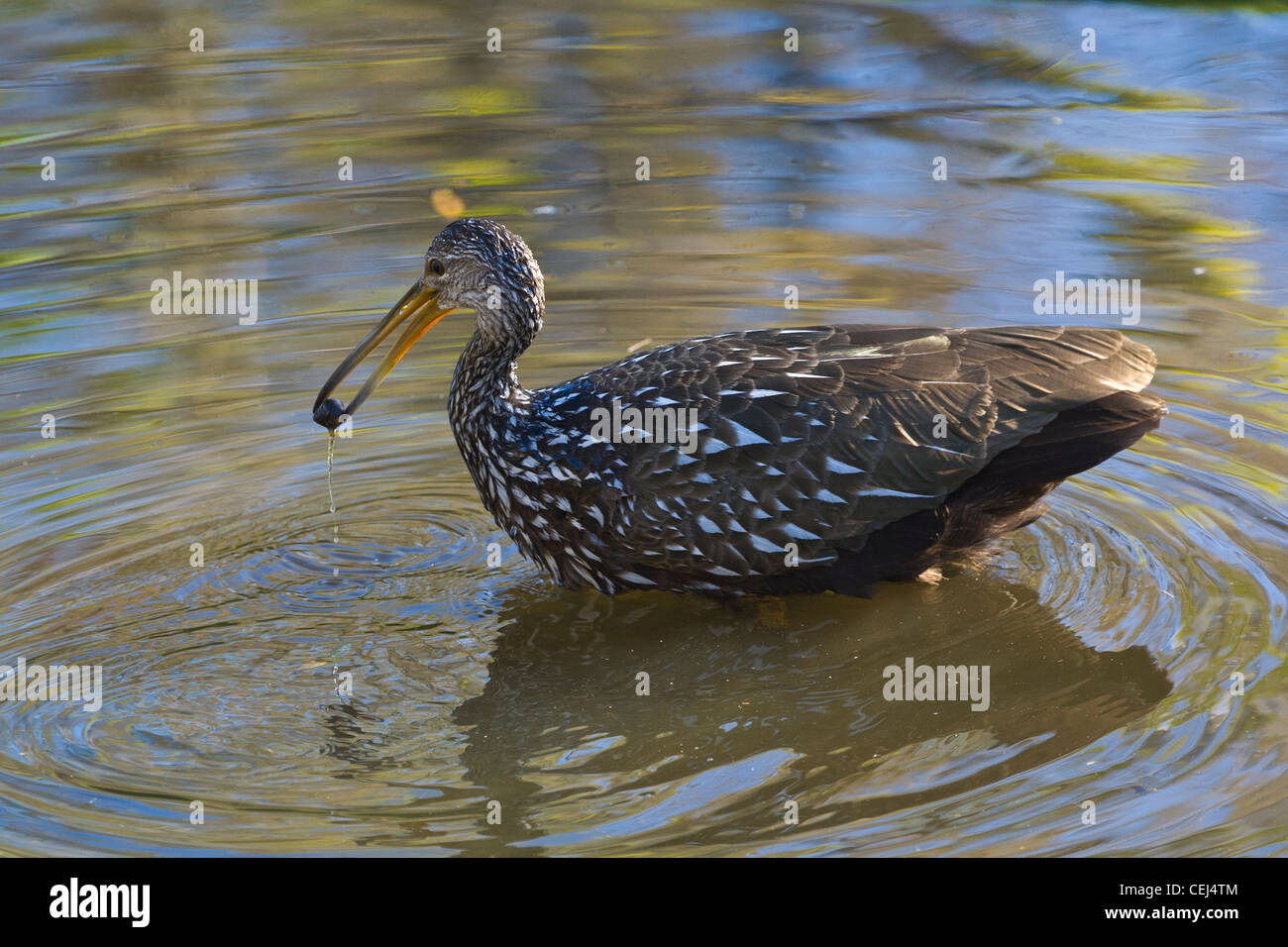 Long-billed Curlew, Numenius americanus also known as sicklebird or ...